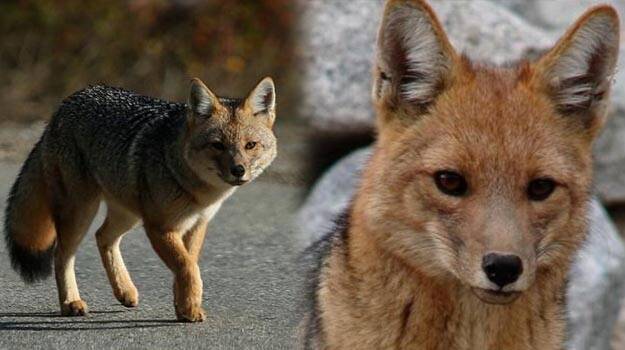 നായയെന്നു കരുതി ഓമനിച്ചു വളർത്തിയത് കുറുക്കനെ, വീടുവിട്ടോടിയ കുറുക്ക ...