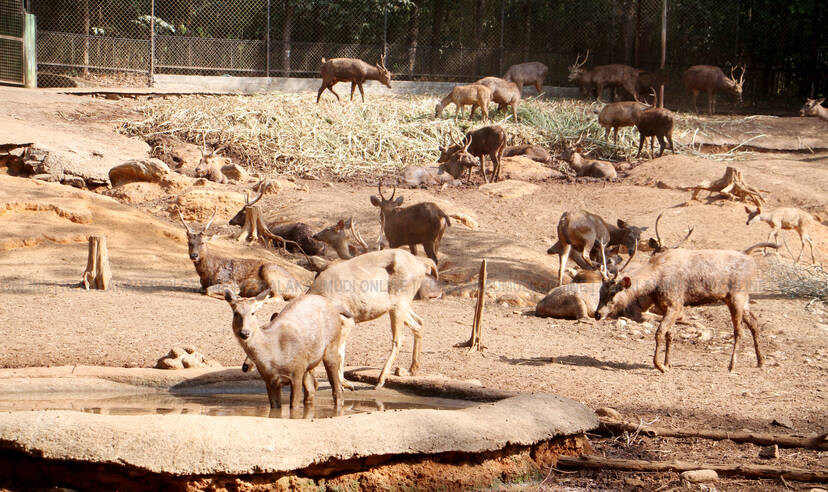 ഞങ്ങളെയാണോ... എറണാകുളം കപ്രിക്കാട് വന്യജീവി സംരക്ഷണ കേന്ദ്രമായ ...