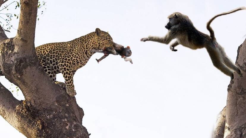 കുട്ടിക്കുരങ്ങനെ കൈയിലാക്കി കൂറ്റൻ പുലി - ZOOM - ZOOM | Kerala Kaumudi ...