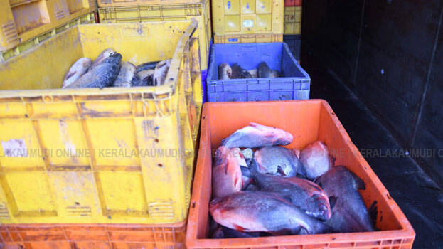 ഇന്നലെ കൊച്ചിയിൽ പിടിച്ചെടുത്ത അഴുകിയ മത്സ്യത്തിൽ കൂടുതലും കേരളത്തി ...