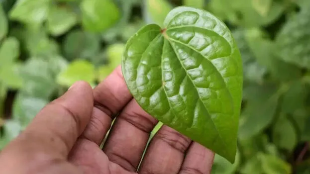 വെറുതെയല്ല പണ്ട് ഈ രോഗത്തിനെ കുറിച്ച് അധികം കേൾക്കാതിരുന്നത് ! ദിവസവും ...