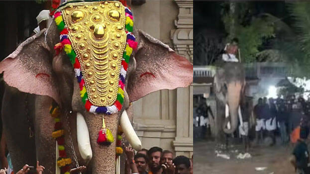 'ഇടഞ്ഞത് മറ്റൊരു ആന, തെറ്റായ പ്രചരണങ്ങൾ നടക്കുന്നു'; തെച്ചിക്കോട്ടുകാവ് ...