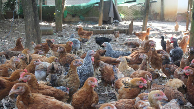 ചാബ്രോ കാേഴികളെപ്പറ്റി കേട്ടിട്ടുണ്ടോ? ഒരു കിലോയ്ക്ക് വില 500 രൂപ ...