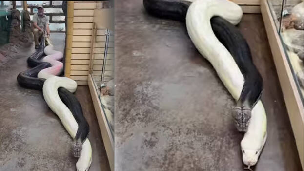 കൂറ്റൻ പെരുമ്പാമ്പുകളുടെ വാലിൽ പിടിച്ച് യൂട്യൂബർ; പിന്നെ സംഭവിച്ചത് ...