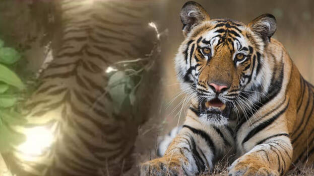 വയനാട് വന്യജീവി സങ്കേതത്തിൽ കടുവ ചത്ത നിലയിൽ; ജഡം കണ്ടെത്തിയത് ...