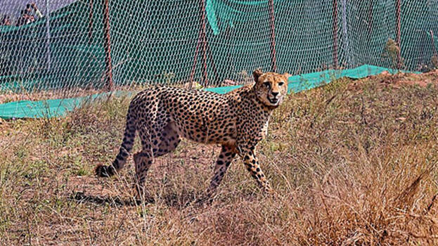 കുനോയിൽ നിന്ന് വീണ്ടും ദുഃഖ വാർത്ത, ദക്ഷിണാഫ്രിക്കയിൽ നിന്നെത്തിച്ച ഒരു ...