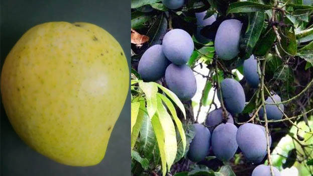 മുഴുപ്പെത്തിയാൽ കിലോയ്‌ക്ക് 60 രൂപയ്‌ക്ക് മുകളിൽവരെ വില, പ്രിയമേറി ...