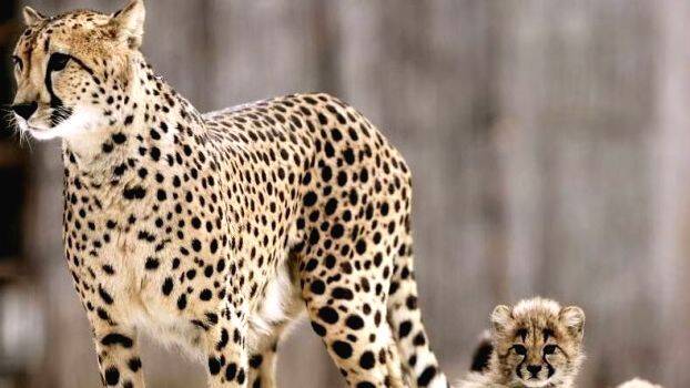 ആഫ്രിക്കൻ ചീറ്റകളെ പ്രത്യേകമായി പാർപ്പിക്കുന്നത് പരിഗണിക്കണം കേന്ദ്രസ ...