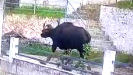 ആഴ്ചയൊന്നായിട്ടും കാട്ടുപോത്ത് കാണാമറയത്ത് - LOCAL - KOTTAYAM | Kerala ...