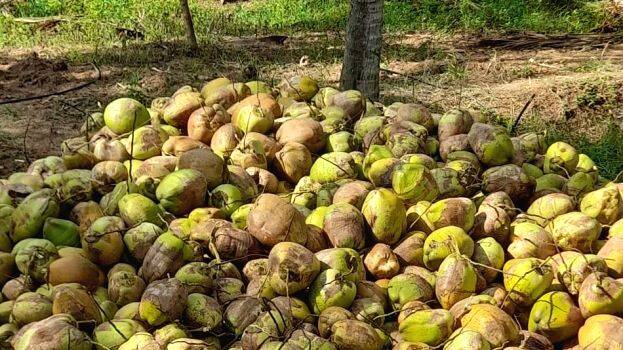 നാളികേര കർഷകർക്ക് കടക്കെണി; ഇടനിലക്കാർക്ക് കൊള്ളലാഭം - LOCAL - PALAKKAD ...