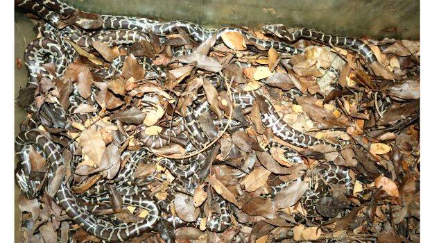 മുട്ട വിരിഞ്ഞു പുറത്തിറങ്ങിയത് 23 പെരുമ്പാമ്പിൻ കുഞ്ഞുങ്ങൾ; എം.വി.ആ ...