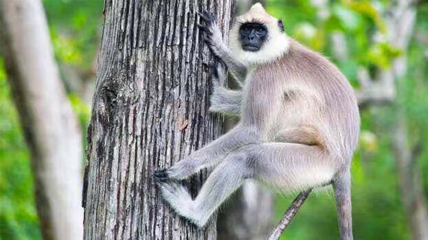 തലസ്ഥാനത്ത് പിടിതരാത്ത ഹനുമാൻ കുരങ്ങ് മൃഗശാലയ്‌ക്ക് തൊട്ടടുത്ത് ...