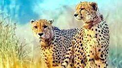 ചീറ്റകൾ ചത്തൊടുങ്ങുന്നു: ആശങ്ക പ്രകടിപ്പിച്ച് സുപ്രീംകോടതി - NEWS 360 ...