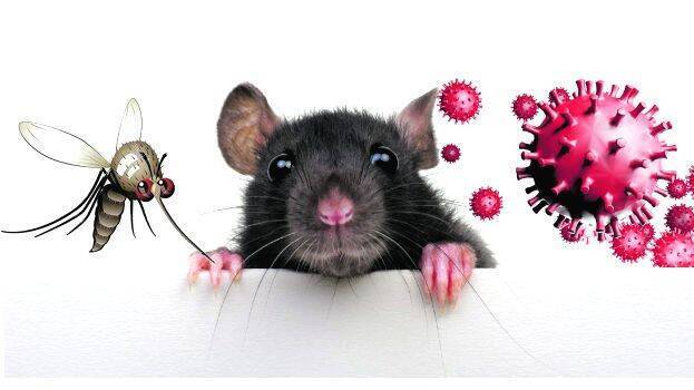 കോഴിക്കോട് ജില്ലയിൽ ശമനമില്ലാതെ പകർച്ചപ്പനി 10 ദിവസം, 11000 രോഗിക ...