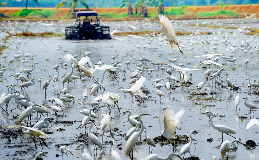 പറവകൾക്ക് പാടമുണ്ട്... - PHOTOS - DAY IN PICS | Kerala Kaumudi Online