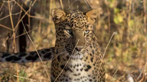 പുള്ളിപ്പുലി സ്ത്രീയെ കടിച്ചുകൊന്നു, മൃതദേഹം കാട്ടിലേക്ക് ...