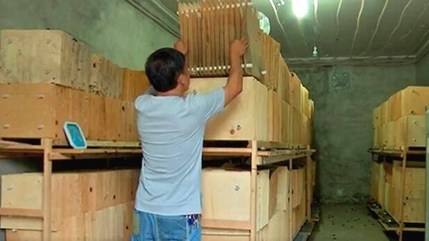 Discover the Shocking Truth: Cockroach Farming for Human Consumption in ...