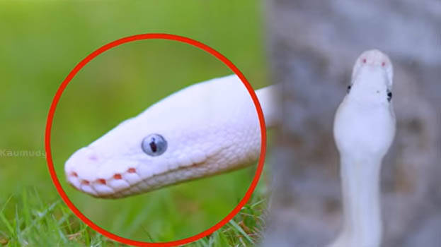 വെളുത്ത അതിമനോഹരമായ ശരീരം, കണ്ണുകൾക്ക് നല്ല നീലനിറം; ഉഗ്രനൊരു ...