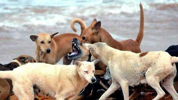 കണ്ണൂരിലും പാലക്കാട്ടും തെരുവുനായ്ക്കളുടെ ആക്രമണം; പരിക്കേറ്റ 11കാരിയെ ...