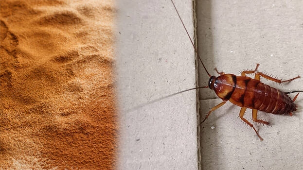 വീട്ടിനുള്ളിലും പരിസരത്തും പാറ്റ ശല്യം കൊണ്ട് പൊറുതിമുട്ടിയോ? ഈ ...