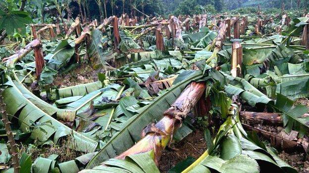 കുലവാഴകൾ വെട്ടി നി രത്തി കെ.എസ്.ഇ.ബി പരാക്രമം - KERALA - GENERAL ...