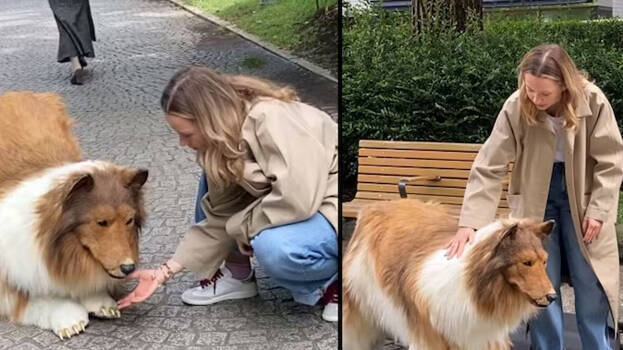 Becoming a Dog: The Incredible Transformation Story of Toko from Japan ...