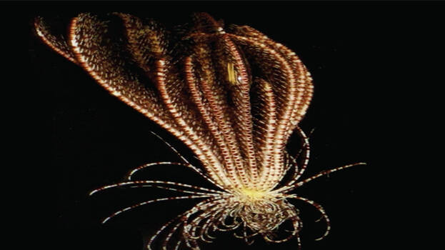 Strawberry-Shaped Creature with 20 Hands Discovered in Antarctic Ocean ...