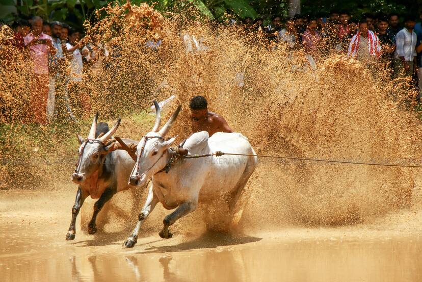 കാർഷികോത്സവത്തിന്റെ ഭാഗമായി കോഴിക്കോട് പുല്ലാളൂരിൽ നടന്ന കാളപ്പൂട്ട് ...