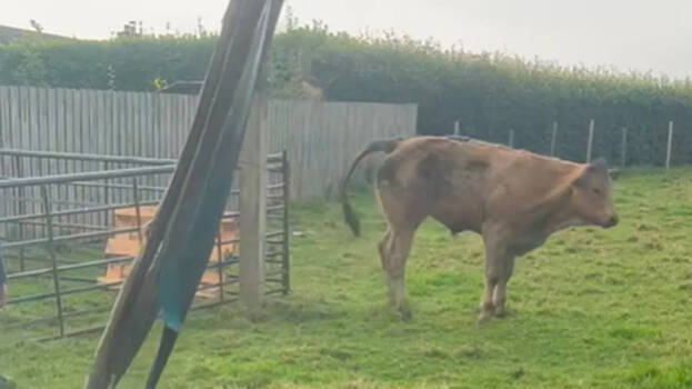 Amazing Cow Rescue: Viral Video of Cow Falling into a Pit and Swift ...