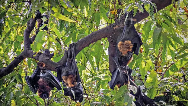 വവ്വാലുകൾ കൂടുതലായി വന്നിരിക്കുന്ന ഈ മരങ്ങൾ നിങ്ങളുടെ വീട്ടിലുണ്ടോ ...