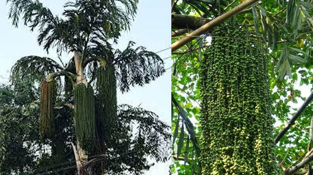 ആരും തിരിഞ്ഞുപോലും നോക്കാതിരുന്ന പനങ്കുലയ്ക്ക് ഇപ്പോൾ 1500 രൂപ ...