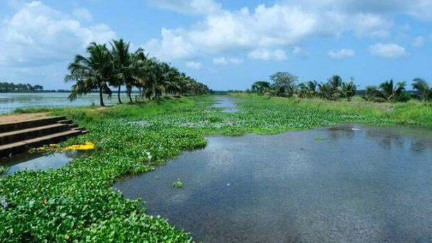 കാണാൻ സുന്ദരം, പക്ഷേ പിഴുതുമാറ്റുകയല്ലാതെ നിവൃത്തിയില്ല;കർഷകർ ഏറ്റവും ...