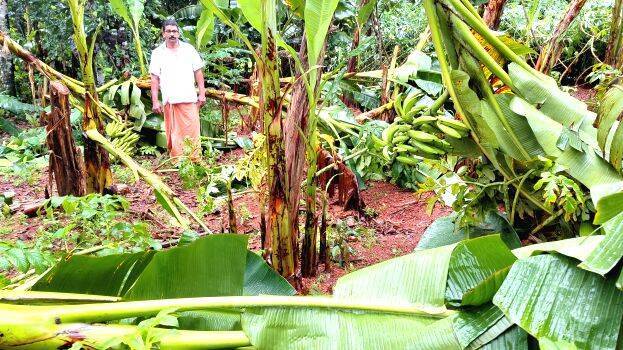 ഇത്തിത്താനത്ത് വ്യാപകമഴയിൽ ഏത്തവാഴകൃഷി നശിച്ചു - LOCAL - KOTTAYAM ...