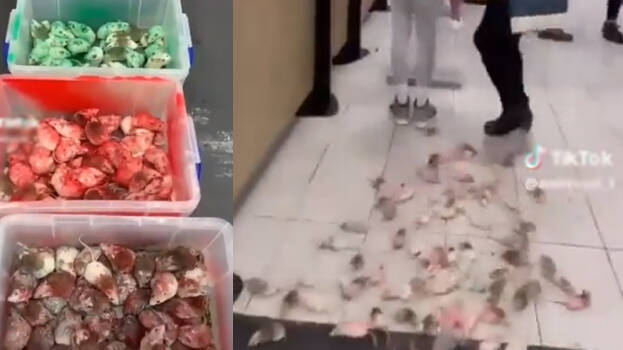 Man Arrested for Releasing Live Rats at McDonald's in Protest of Gaza ...