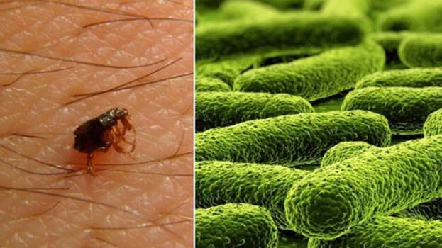 ചെള്ളുപനി ബാധിച്ച് ചികിത്സയിലായിരുന്ന തൃശൂർ സ്വദേശിനി മരിച്ചു - KERALA ...