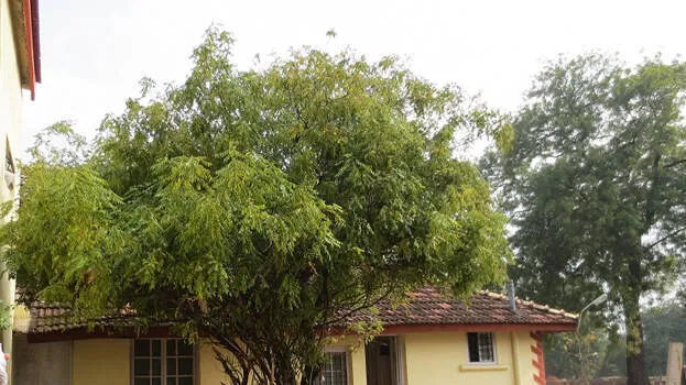 വീട്ടിൽ കറിവേപ്പും ചെമ്പകവും ഇണ്ടോ? എങ്കിൽ വാസ്തുശാസ്ത്രം പറയുന്നത് ...