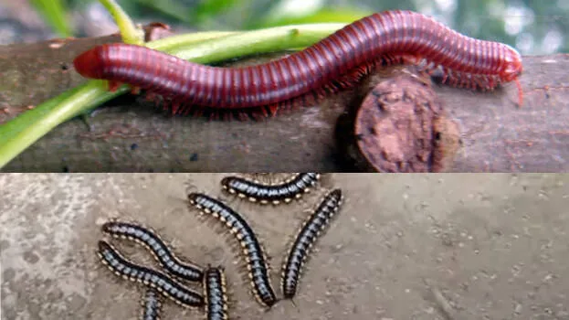 മഴക്കാലത്തെ സ്ഥിരം ശല്യം; സിമ്പിളായൊരു കാര്യം ചെയ്താൽ ഈ ജീവി വീടിന്റെ ...