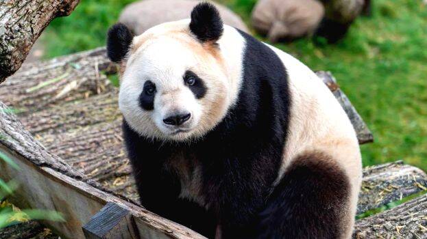 പാണ്ടകളായി മാറി മൃഗശാല ജീവനക്കാർ ! - NEWS 360 - WORLD | Kerala Kaumudi ...