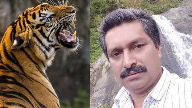 Tiger should be captured immediately, compensation of Rs 50 lakh should ... Tiger should be captured immediately, compensation of Rs 50 lakh should ...