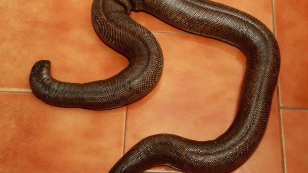 Seven, including health inspector, arrested for trying to sell Common ...