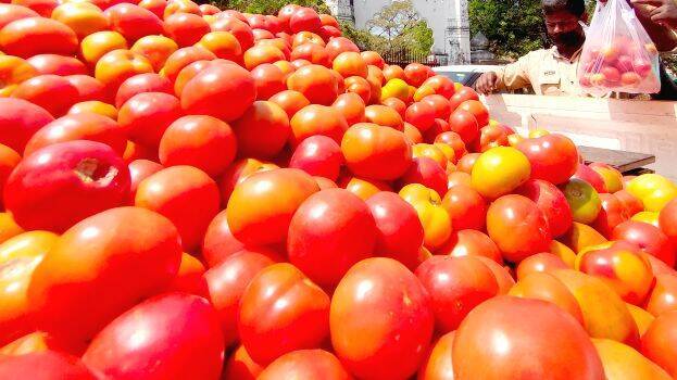 Central Govt to reduce price of tomatoes to Rs 70 per kg - INDIA ...