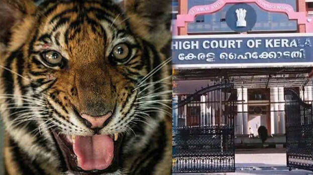 HC rejects PIL against order to shoot man-eater tiger, imposes Rs ... HC rejects PIL against order to shoot man-eater tiger, imposes Rs ...