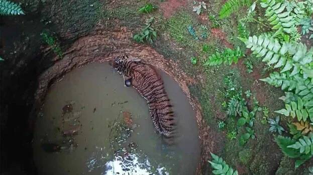 Efforts underway to bring out tiger that falls into well of residential ...