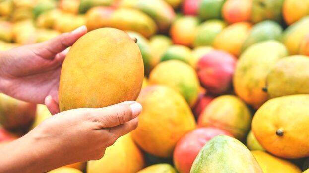 Mango season fast approaching; learn to prevent fruit flies from ...